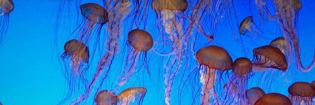 Jellyfish-banner - VocalEye Descriptive Arts Society