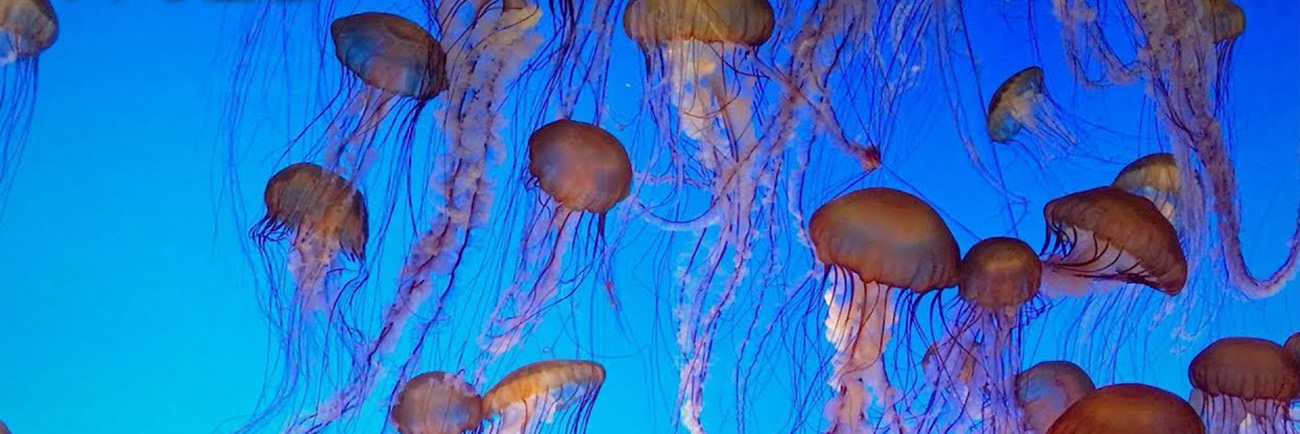 Jellyfish-banner - Vocal Eye